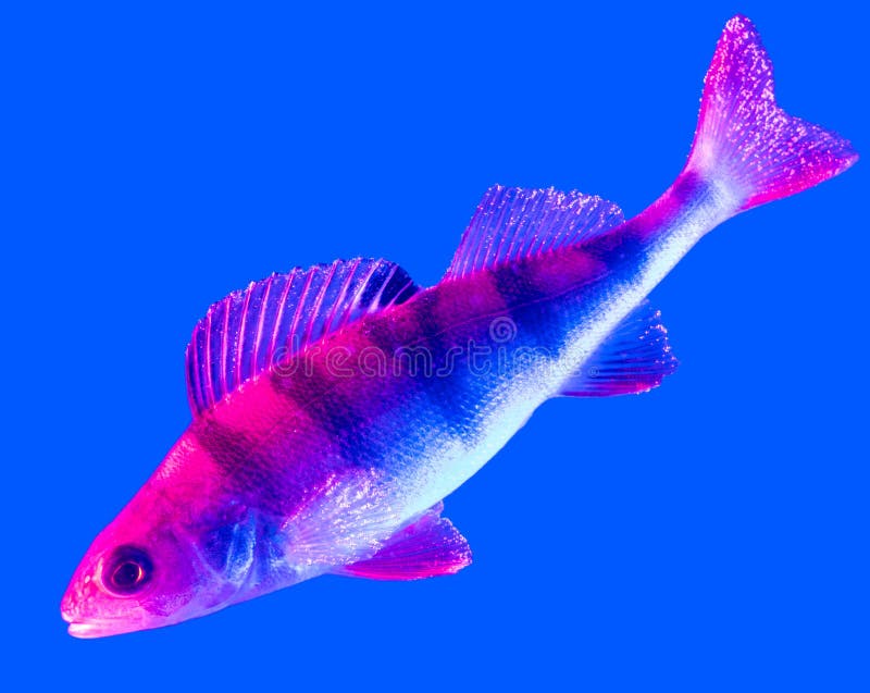 Pink Fish Perch Isolated on Blue Background Stock Image - Image of blue ...