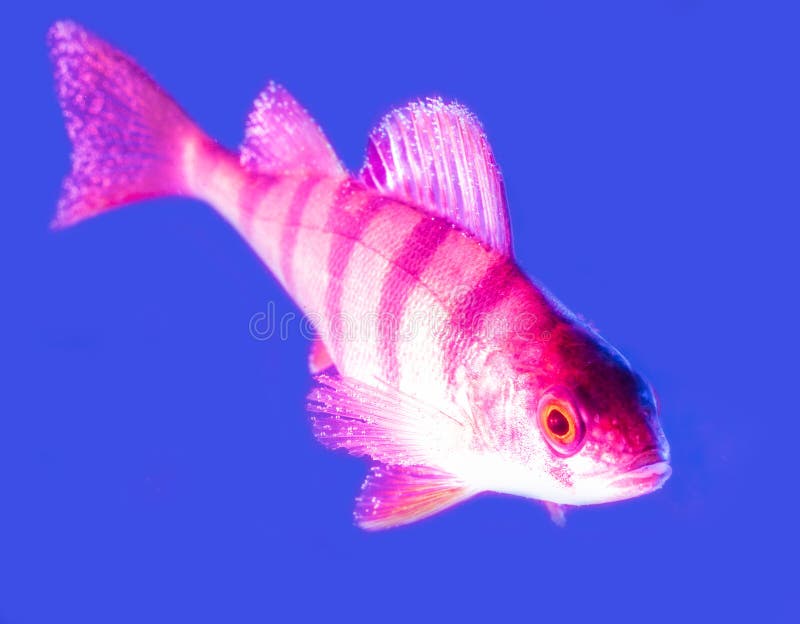 Pink Fish Perch Isolated on Blue Background Stock Image - Image of pink ...