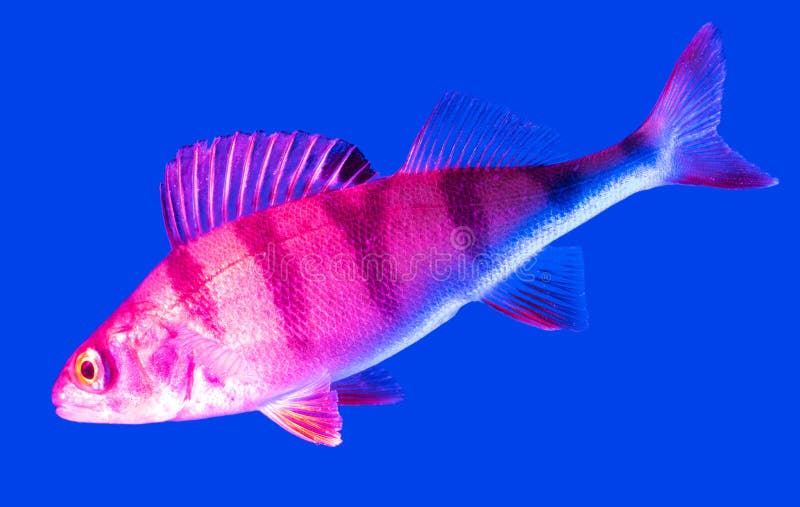 Pink Fish Perch Isolated on Blue Background Stock Image - Image of ...