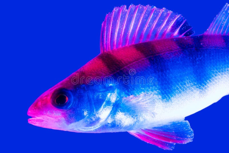 Pink Fish Perch Isolated on Blue Background Stock Image - Image of ...