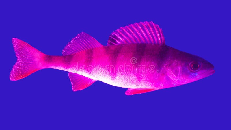 699 Pink Perch Fish Stock Photos - Free & Royalty-Free Stock Photos ...
