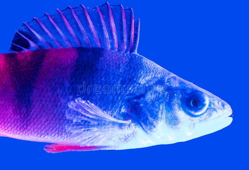 Pink Fish Perch Isolated on Blue Background Stock Image - Image of ...