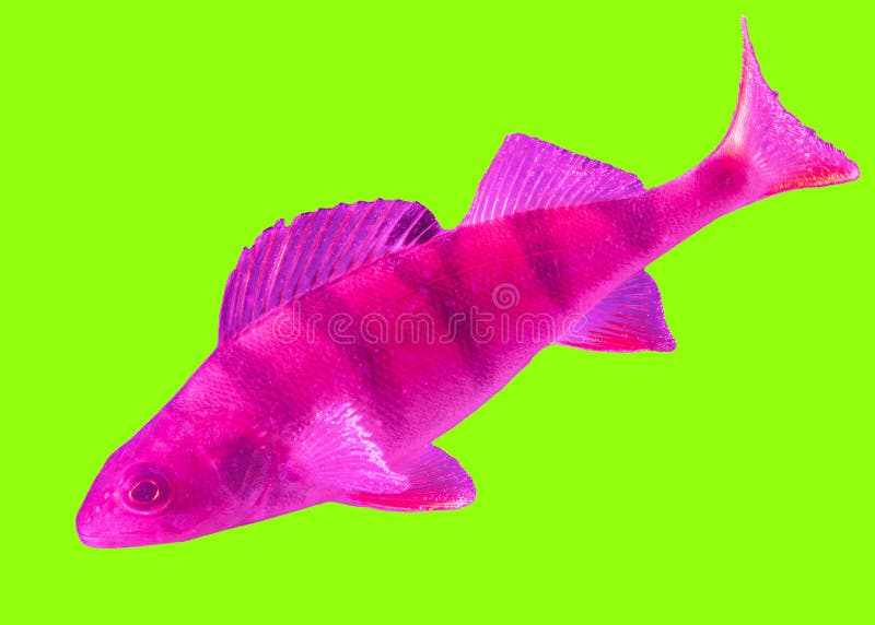Pink Fish Perch Isolated on Green Stock Image - Image of isolated, fish ...