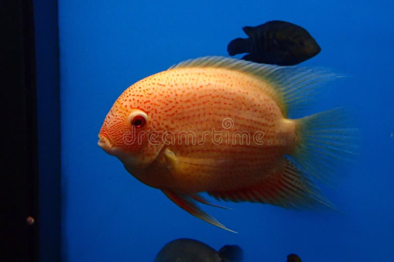 Pink fish stock photo. Image of fauna, pink, aquarium - 102875674