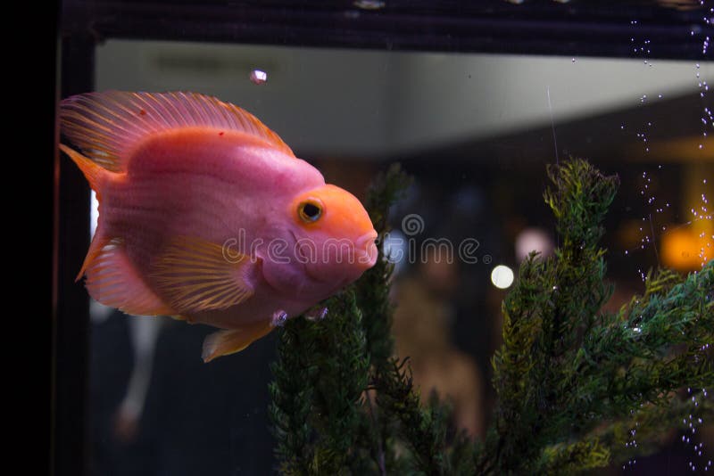 Pink fish stock image. Image of nature, tank, goldfish - 48272341