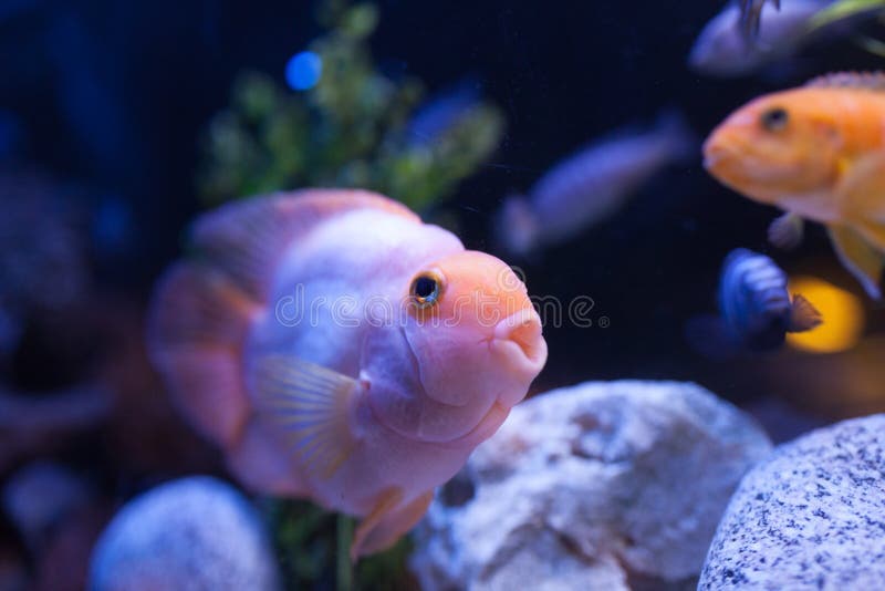 Pink fish stock image. Image of goldfish, underwater - 48272407