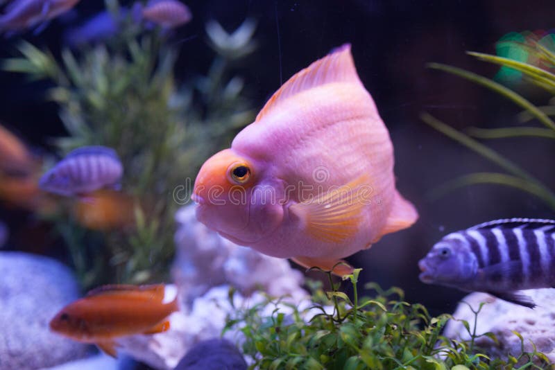 Pink Fish stock image. Image of rest, fish, water, bright - 6929683