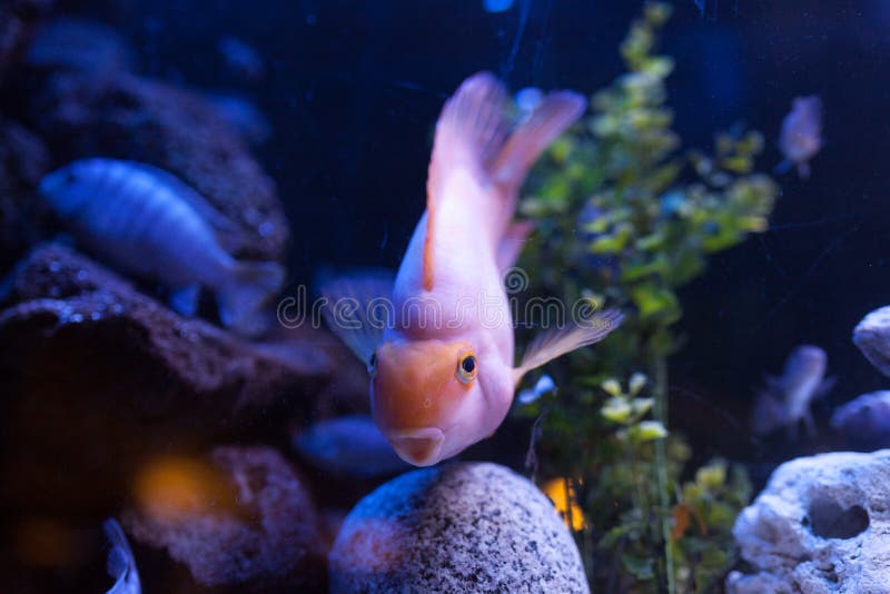 Pink fish stock image. Image of wildlife, sealife, swimming - 48272421