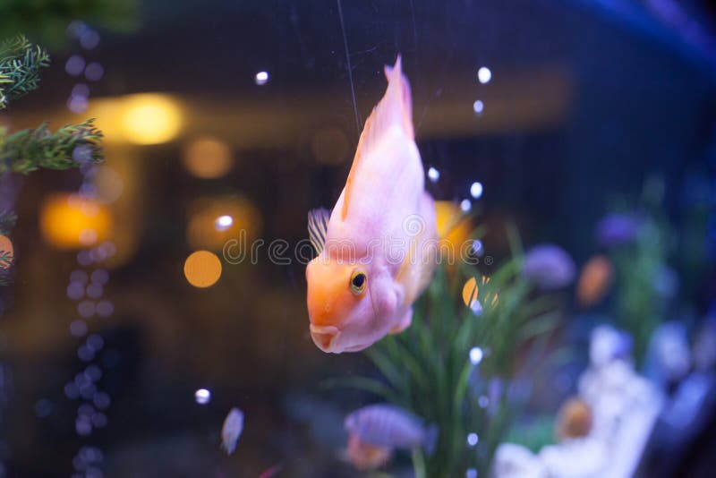 Pink fish stock photo. Image of fauna, pink, aquarium - 102875674