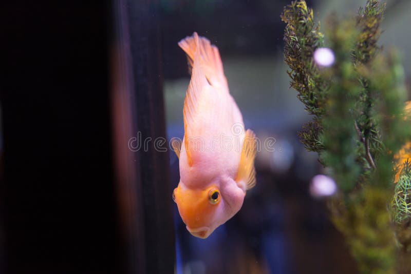 Pink fish stock photo. Image of water, guppy, guppie - 48272426