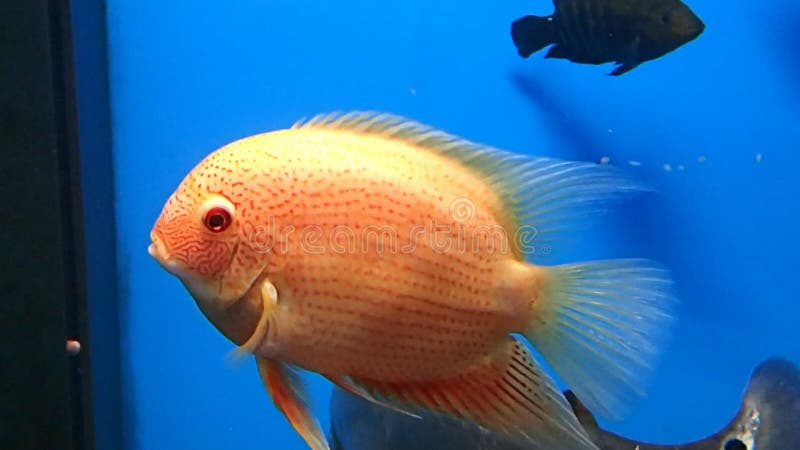 Pink fish stock video. Video of swimming, animal, waiting - 102410565