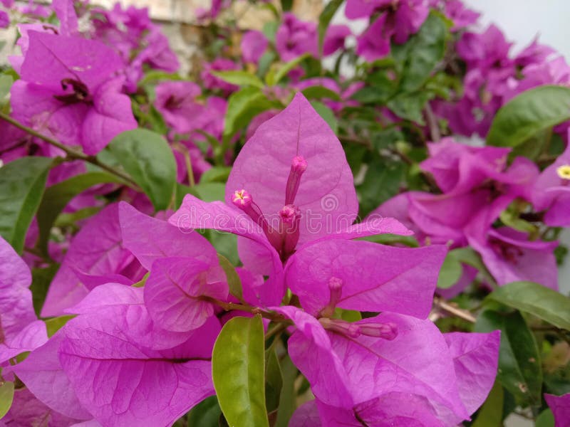 Pink flamboyan flowers stock image. Image of garden - 208911389