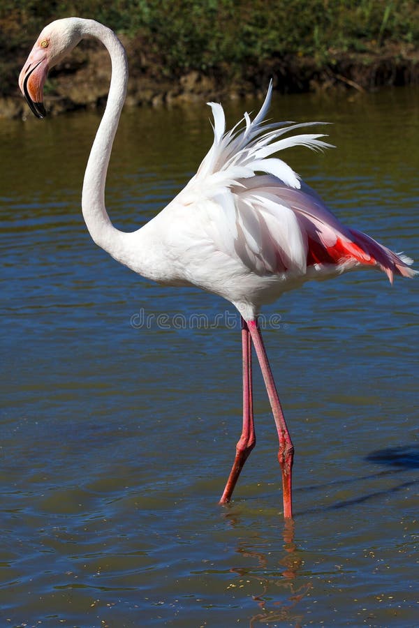 Flamigo stock image. Image of beak, background, aquatic - 11719901