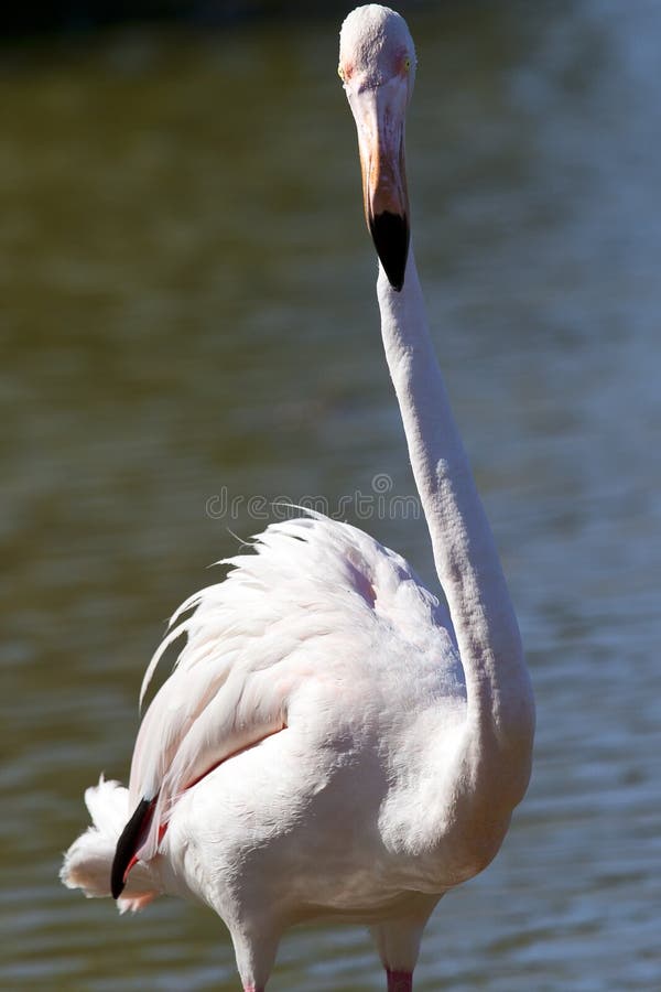 Flamigo stock image. Image of beak, background, aquatic - 11719901