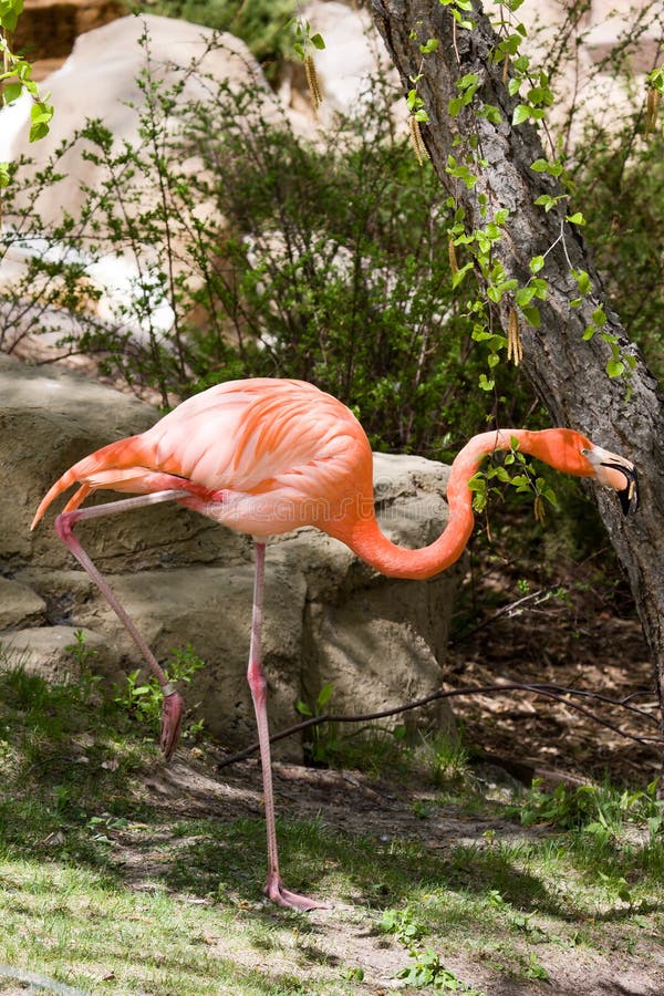 Beautiful pink flamingo stock image. Image of landscape - 14598419