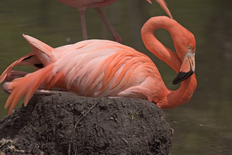 Flamingo on mud nest stock photo. Image of nesting, nature - 15687532