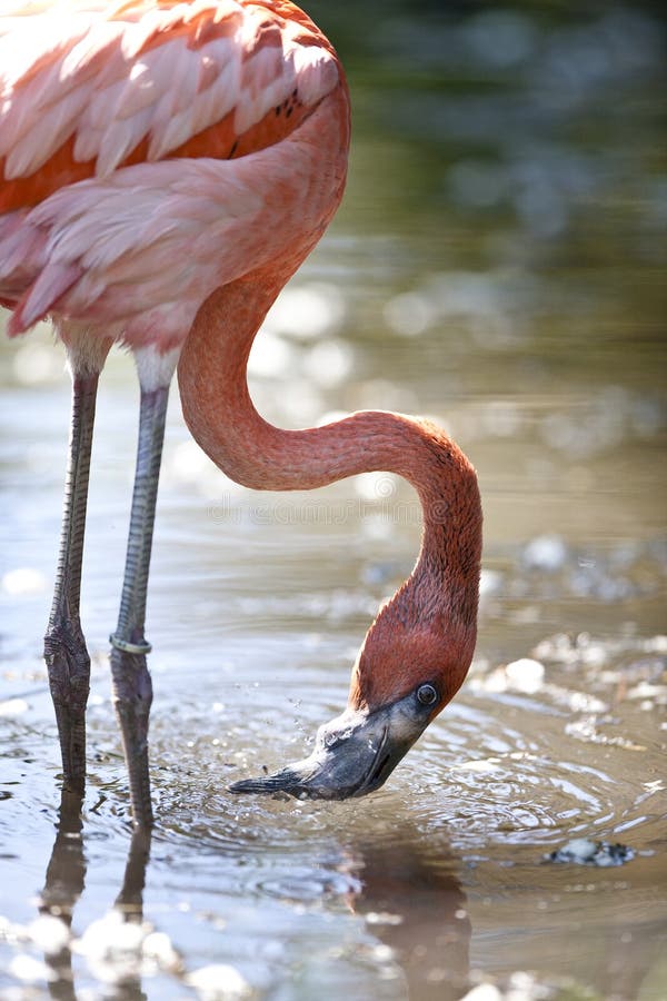 Pink Flamingo bird stock image. Image of feather, domestic - 13048211