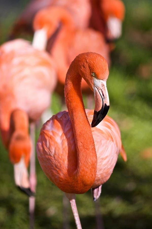 990+ Pink flamingo Free Stock Photos - StockFreeImages - Page: 2