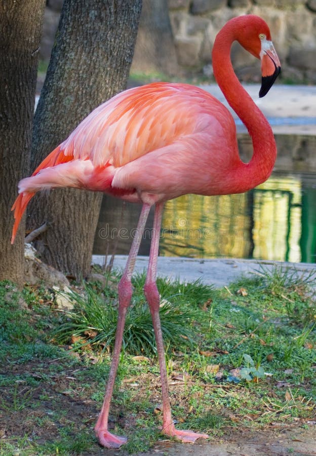 Pink flamingo birds stock image. Image of flamingo, legs - 2599951
