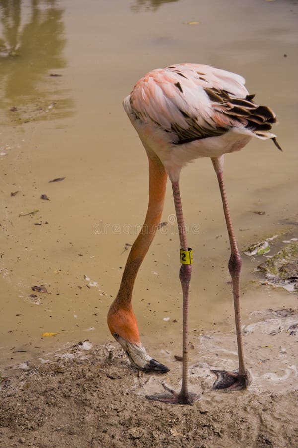 Pink Flamingo stock image. Image of feather, aviary, exotic - 19631829