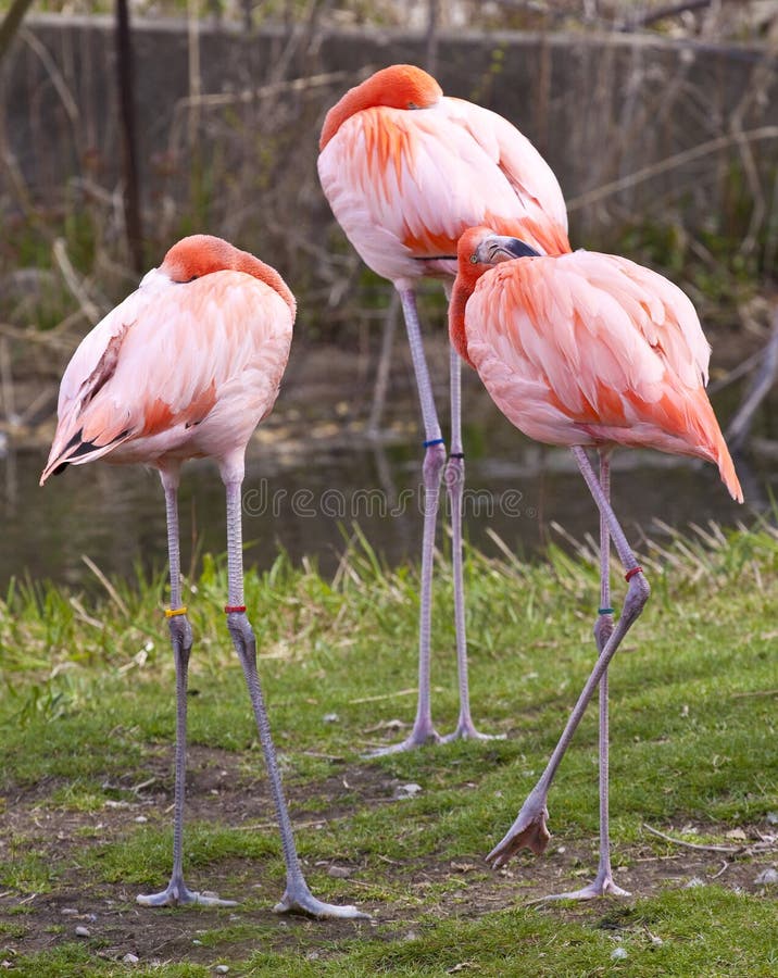 Pink flamingo birds stock image. Image of flamingo, legs - 2599951