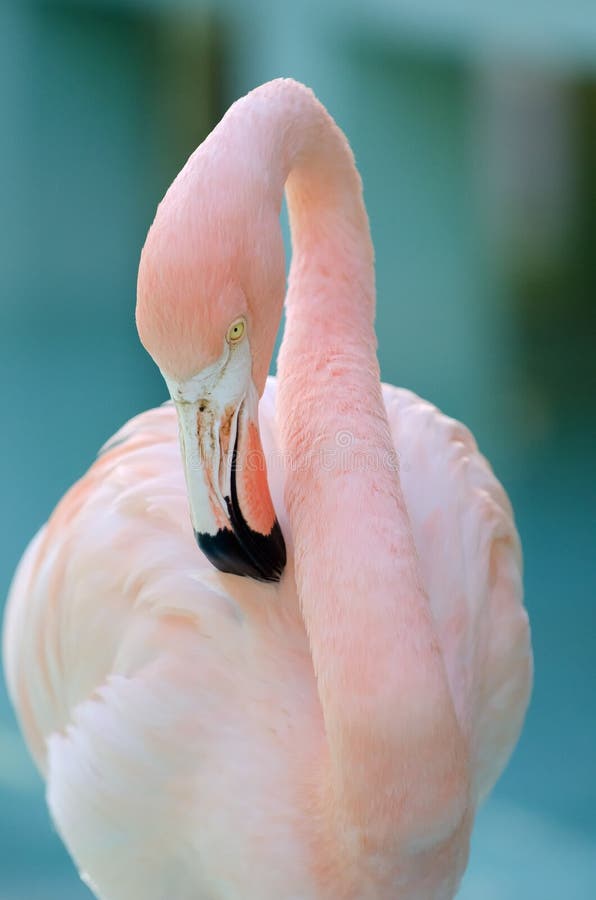 Pink flamingo stock image. Image of ocean, nature, peaceful - 4741169