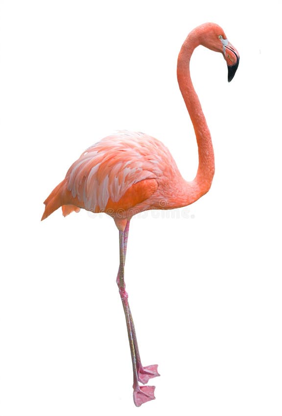Pink flamingo. stock image. Image of africa, isolated - 3331361