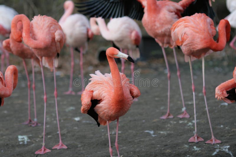 Pink Flamingo Picture. Image: 4030596