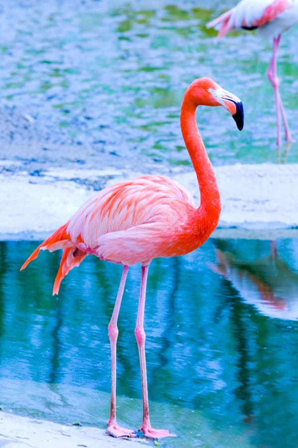 Pink flamingo stock image. Image of neck, orange, long - 5089865