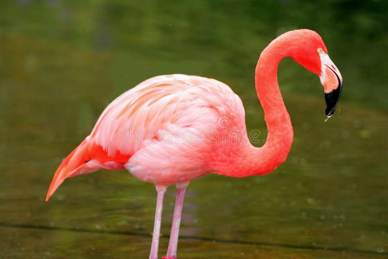 Pink Flamingo Stock Photo - Image: 521390