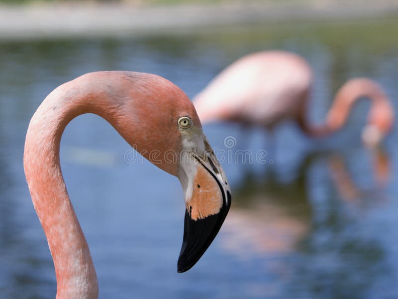 Pink Flamingo Picture. Image: 5423195