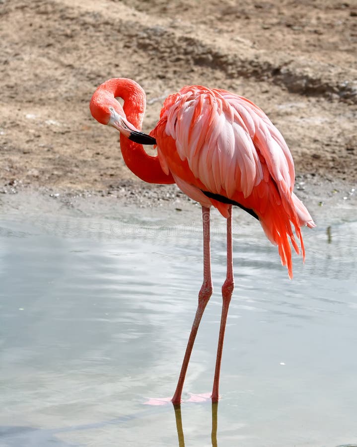 Pink flamingo stock image. Image of nature, lake, summer - 5643473