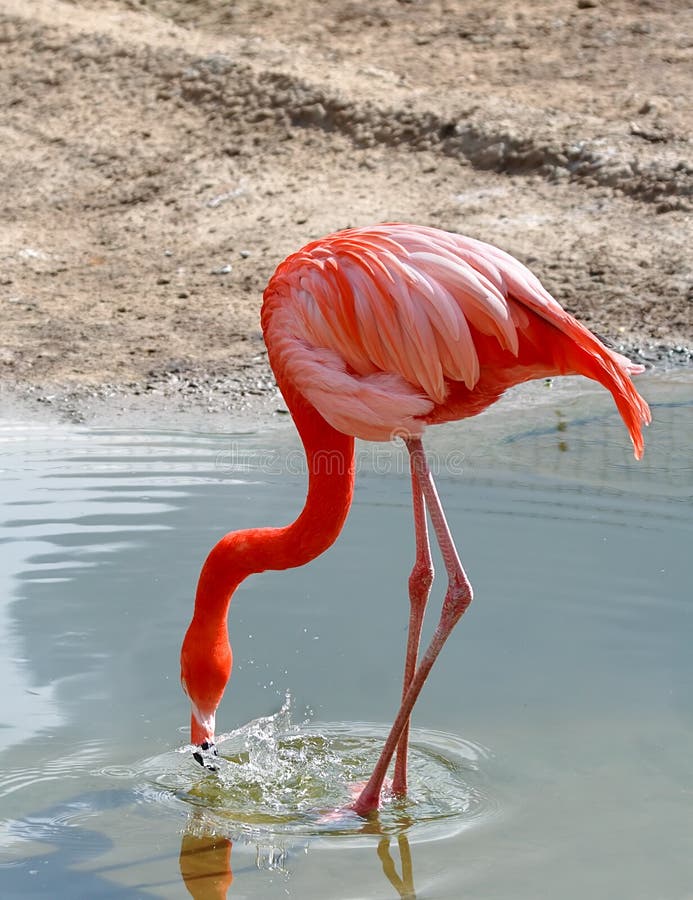 Pink Flamingo Picture. Image: 5701738