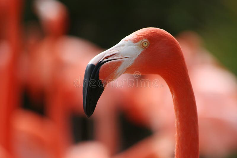 Pink Flamingo Picture. Image: 600488