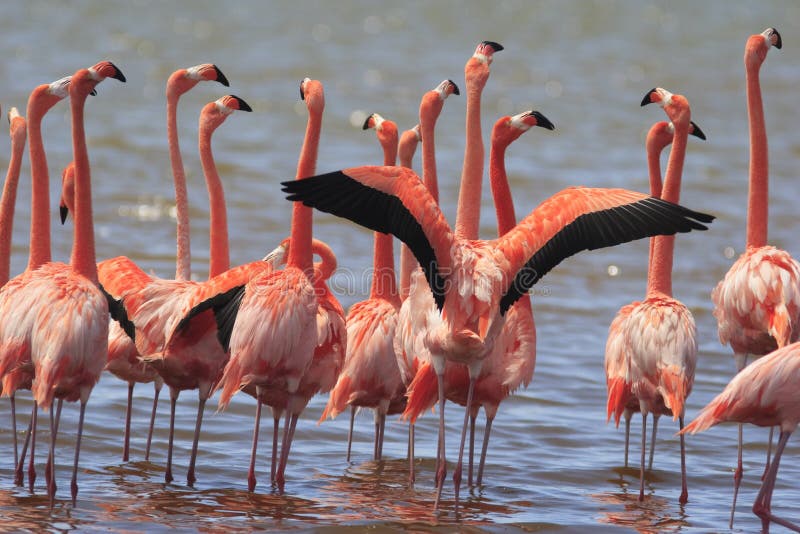 Pink Flamingo stock image. Image of arid, flamingo, ppink - 7772747