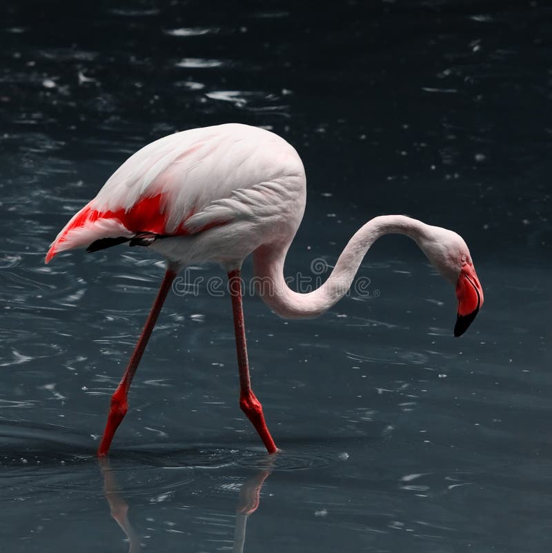 Pink Flamingo Picture. Image: 9612551