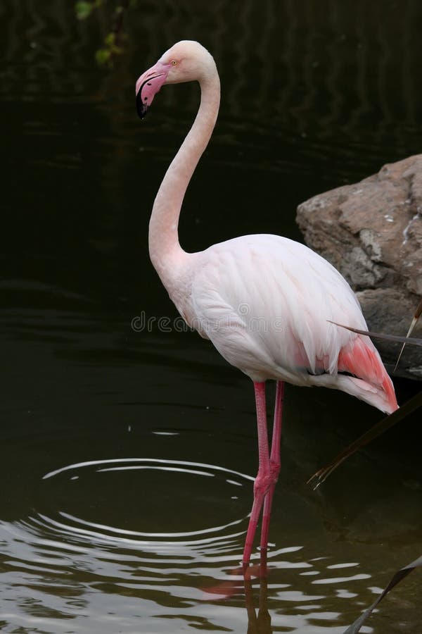 Pink flamingo bird stock photo. Image of bird, wildlife - 38805848