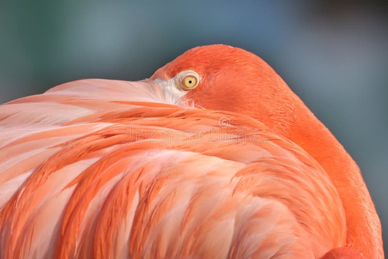 Pink flamingo bird stock photo. Image of head, wild - 316265998