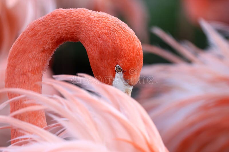 Pink flamingo bird stock photo. Image of closeup, beautiful - 325835410