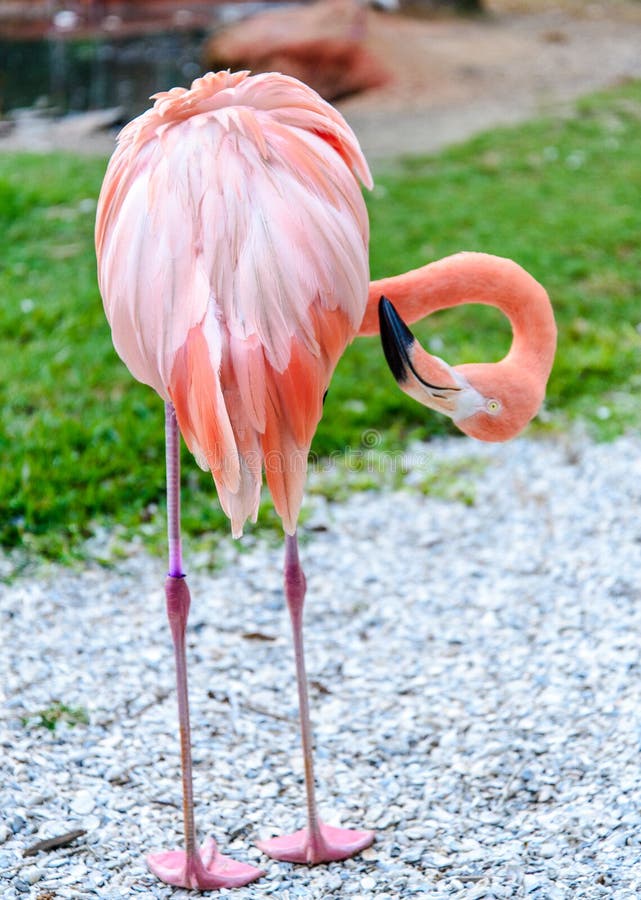 The Pink Flamingo Bird on the Lake in the Park Stock Photo - Image of ...