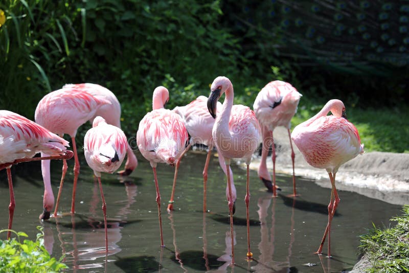 Pink Flamingo Birds stock image. Image of lovely, feathers - 25063775