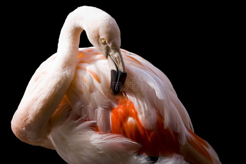 Pink Flamingo on Black stock photo. Image of neck, exotic - 7314828