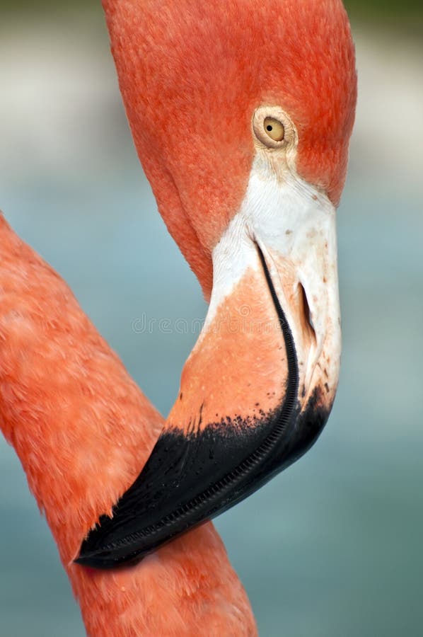 Pink flamingo close up. stock image. Image of nature - 18293487