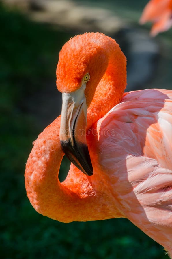 Pink Flamingo Face stock photo. Image of close, face - 48286548