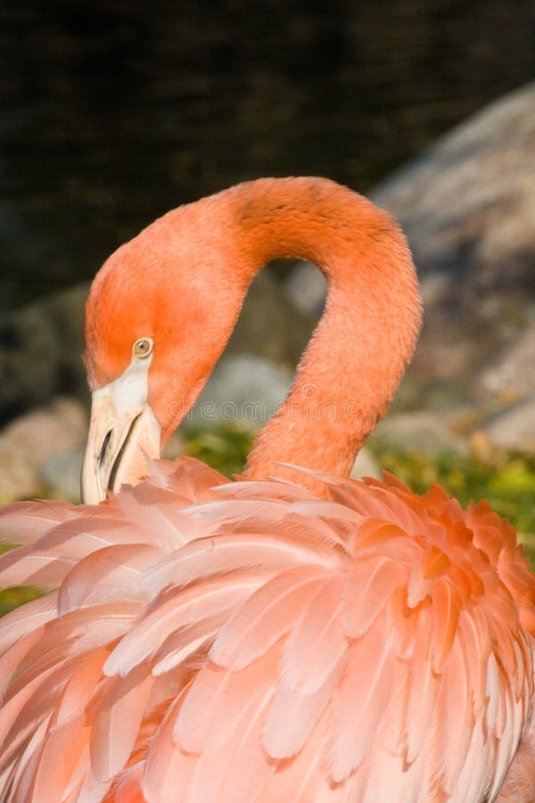 Pink Flamingo Facing Left Looking Over Shoulder Preening Stock Image ...