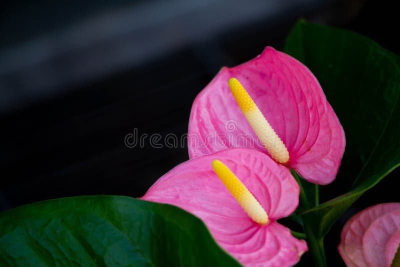Pink flamingo flower stock image. Image of arum, closeup - 223769123