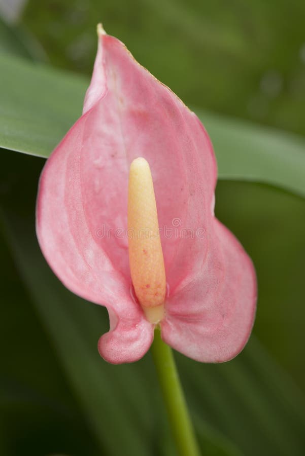 Pink Flamingo flower. stock photo. Image of outdoor, macro - 44367074