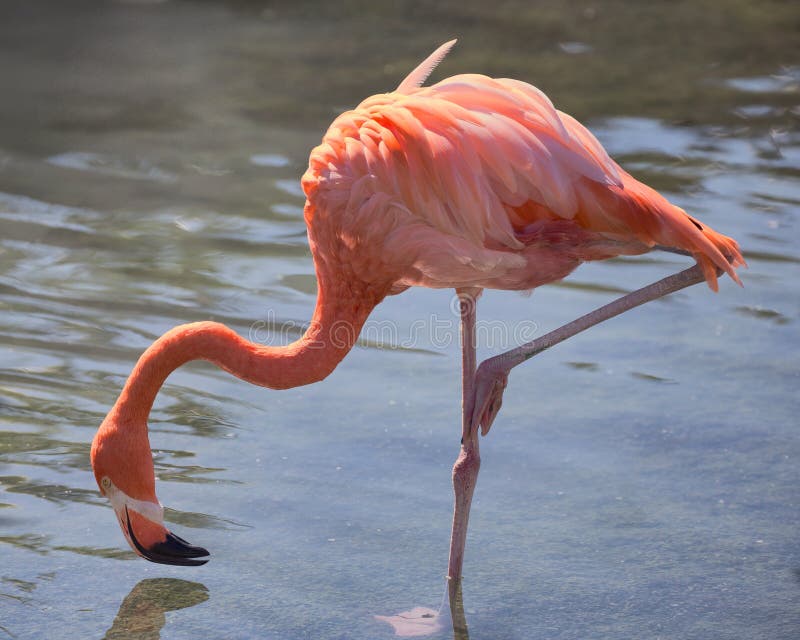 Pink Flamingo stock photo. Image of animal, background - 87162288