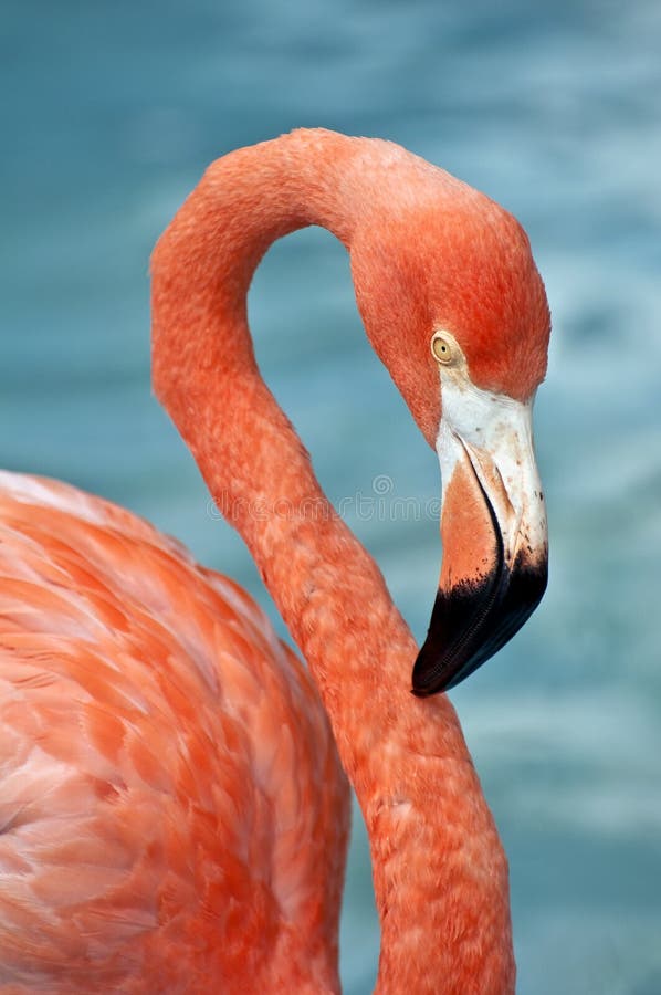 Pink Flamingo. stock photo. Image of feather, wildlife - 35657586