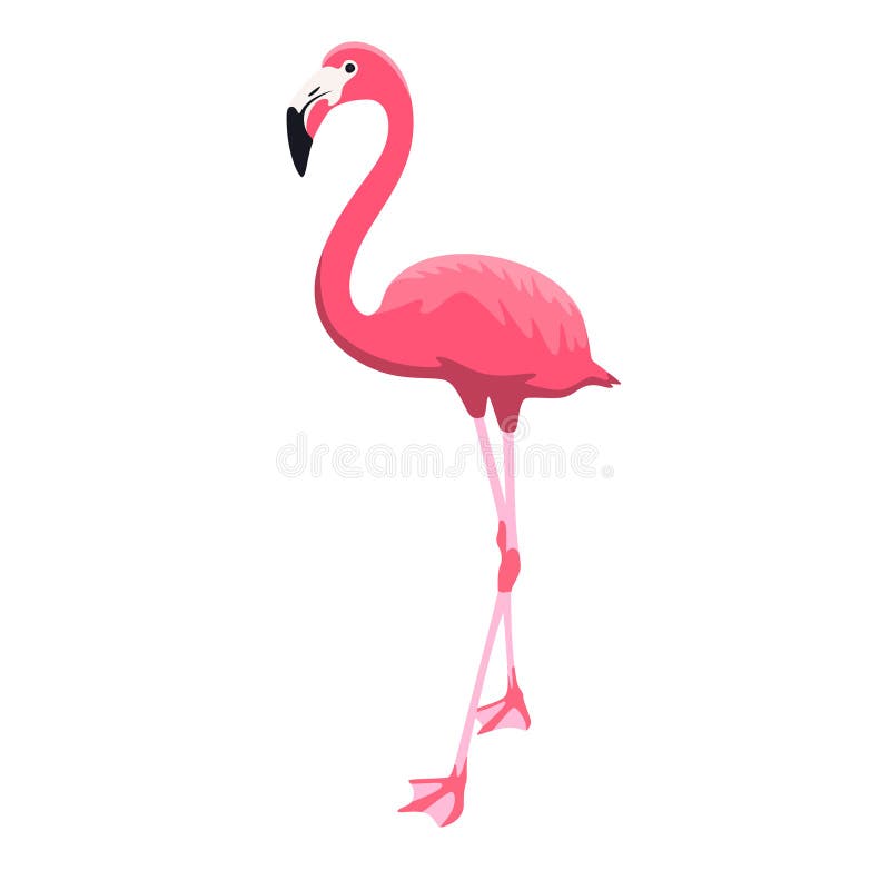 Pink Flamingo Isolated on White Background. Stock Vector - Illustration ...